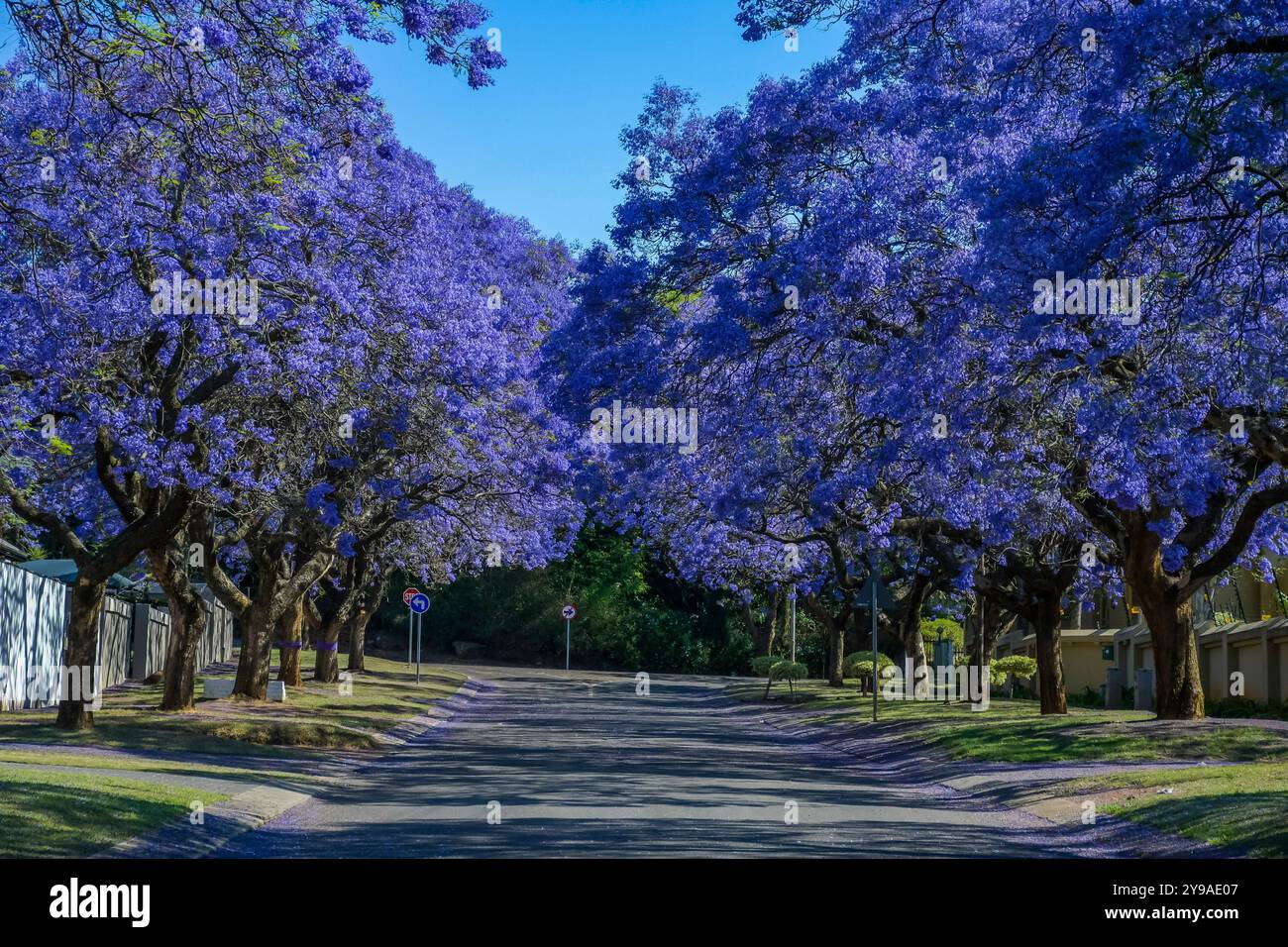 A picturesque street lined with vibrant purple jacaranda trees in full ...