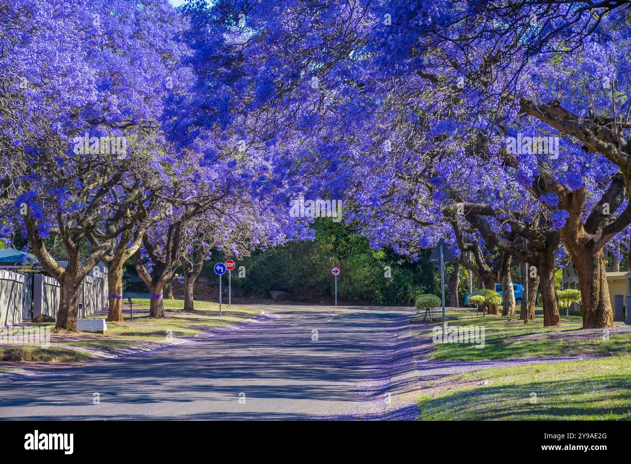 A picturesque street lined with vibrant purple jacaranda trees in full ...