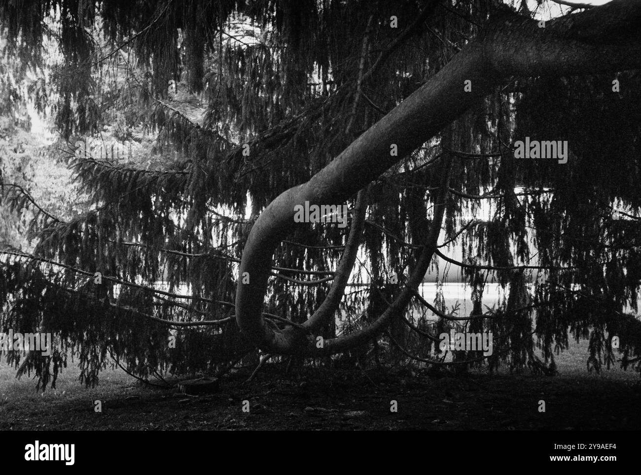 DeCordova Sculpture Park - The inverted branch of a massive weeping ...