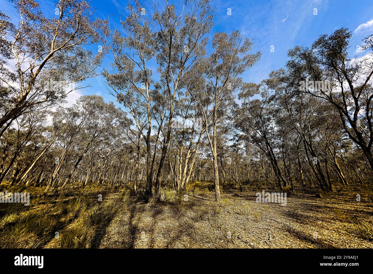 Eucalyptus tree forest, Victoria Australia Stock Photo - Alamy