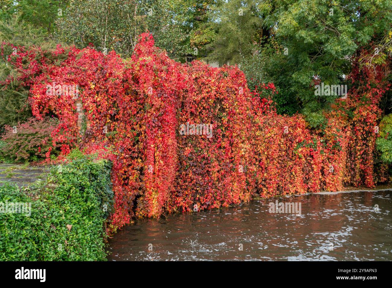 Parthenocissus quinquefolia, known as Virginia creeper, Victoria ...