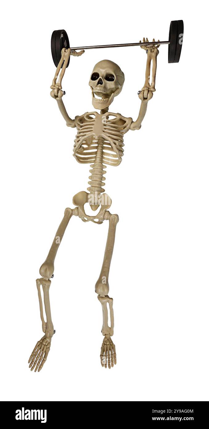 A skeleton lifting a set of weights used for weight lifting front view ...