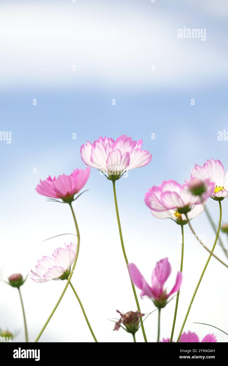 Cosmosinbloom hi-res stock photography and images - Alamy