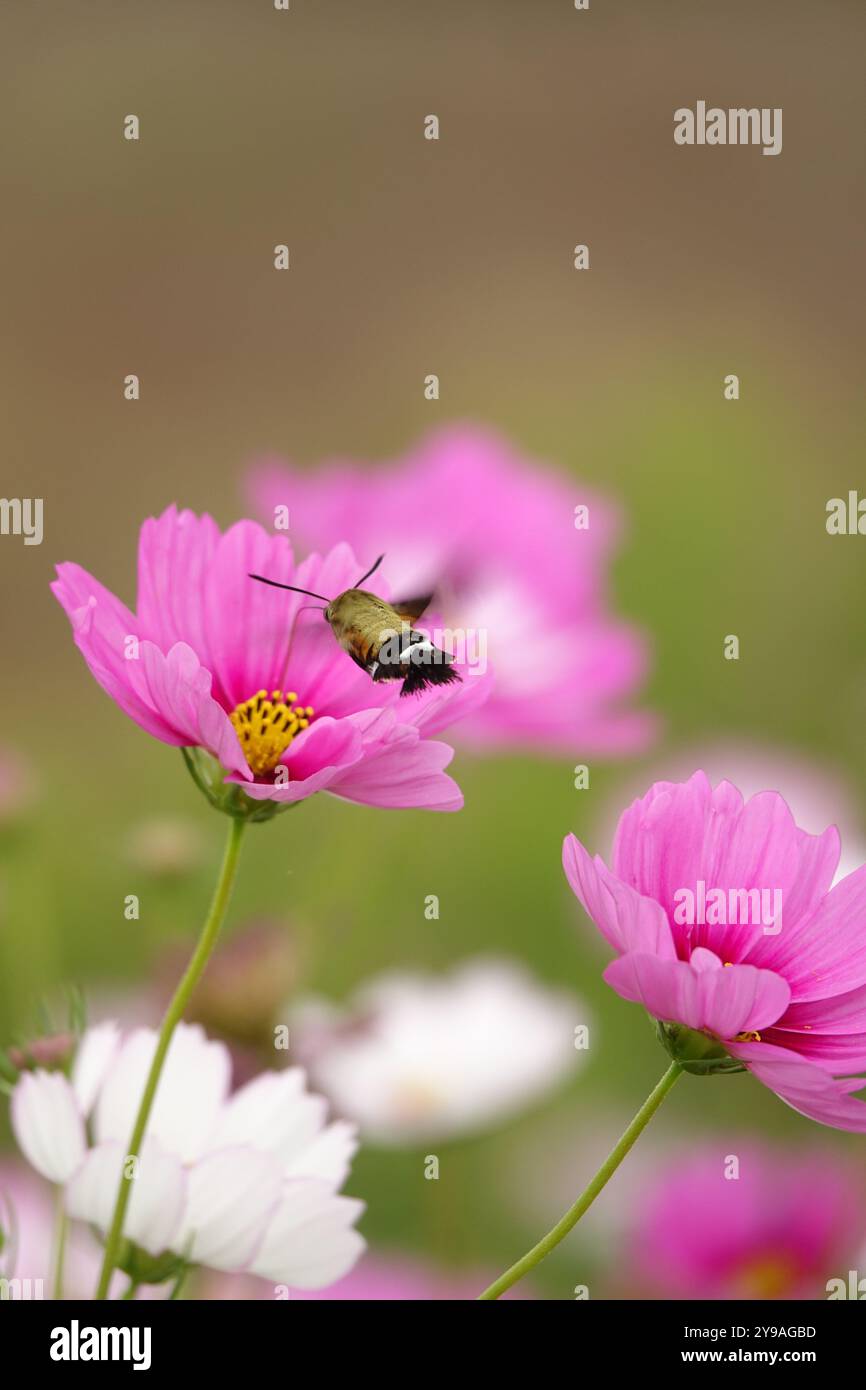 Petalsandbloom hi-res stock photography and images - Alamy