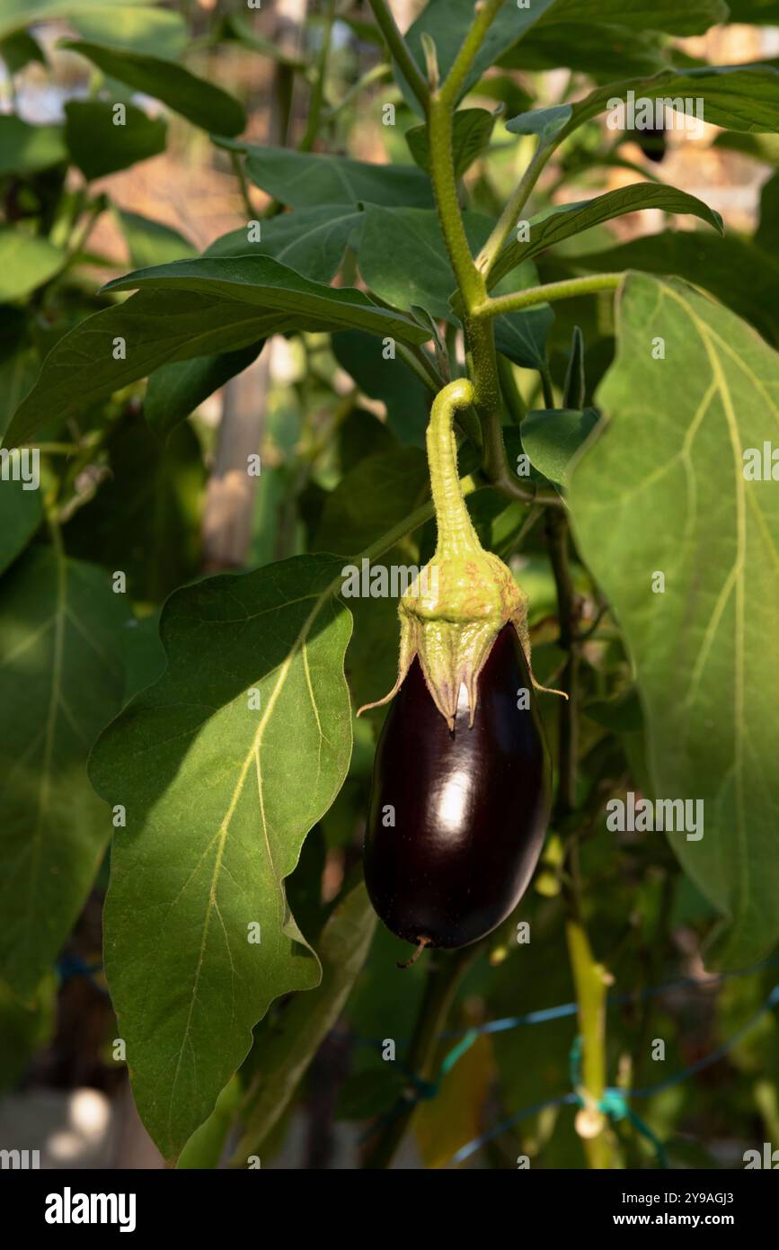Eggplant aubergine brinjal leaves hi-res stock photography and images ...