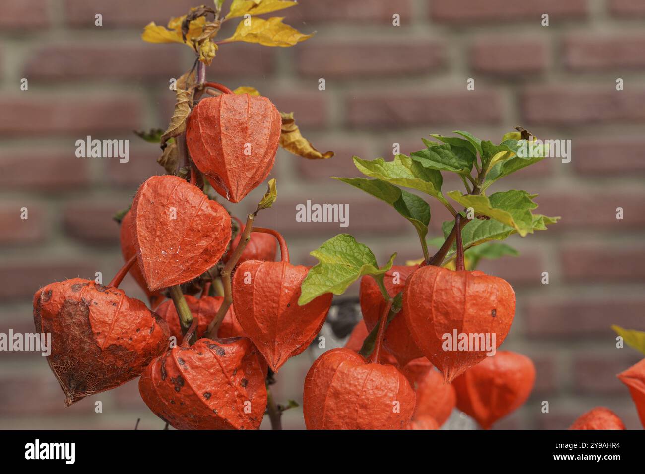 Orange lantern flowers with leaves and branches in front of a brick ...