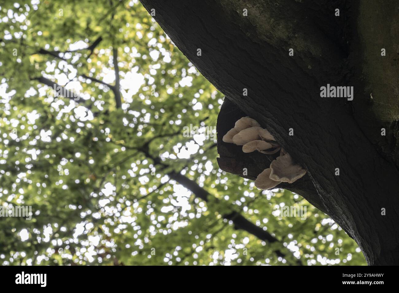 Ringed beech slime moulds (Oudemansiella mucida) on old copper beech ...