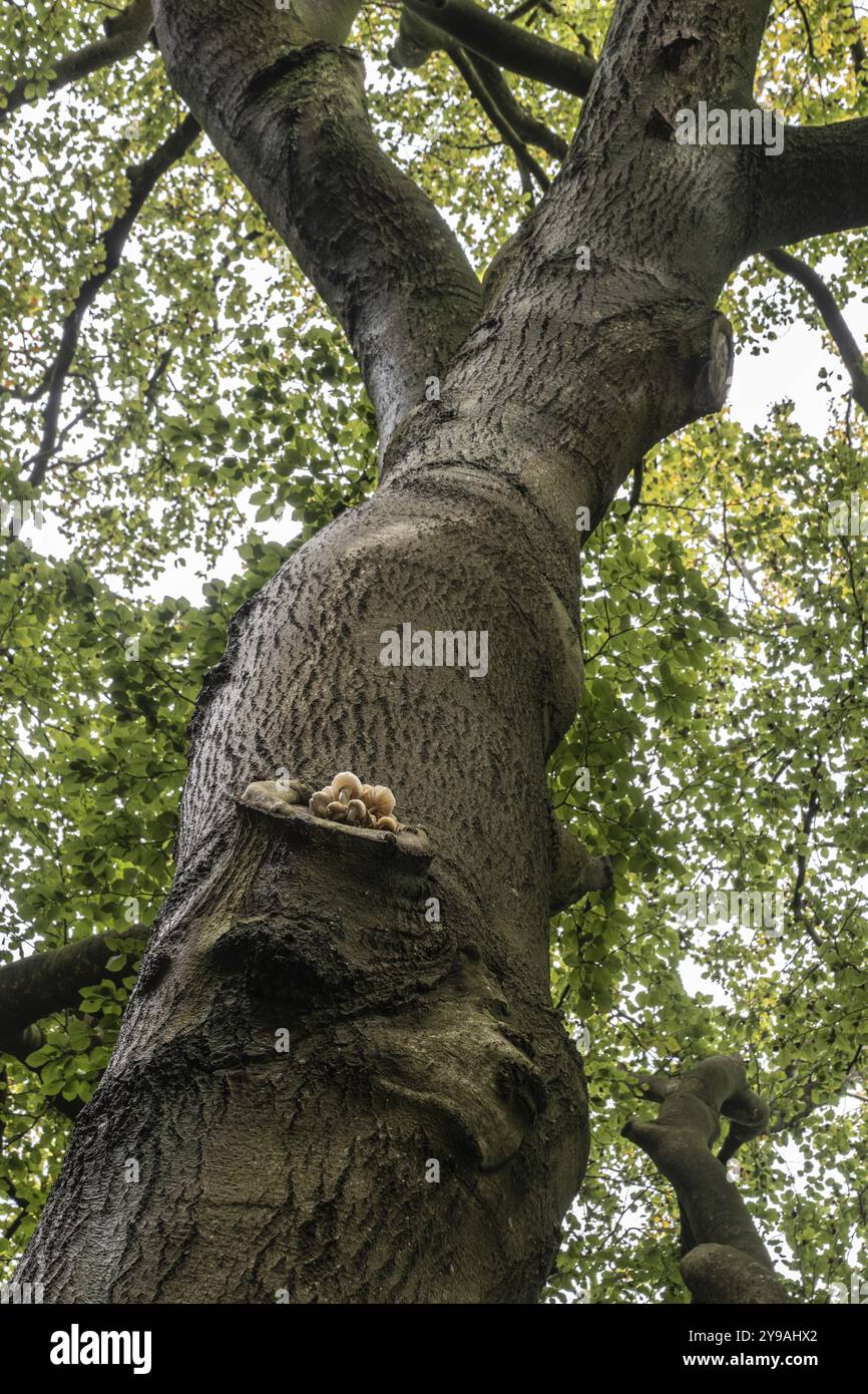 Ringed beech slime moulds (Oudemansiella mucida) on old copper beech ...