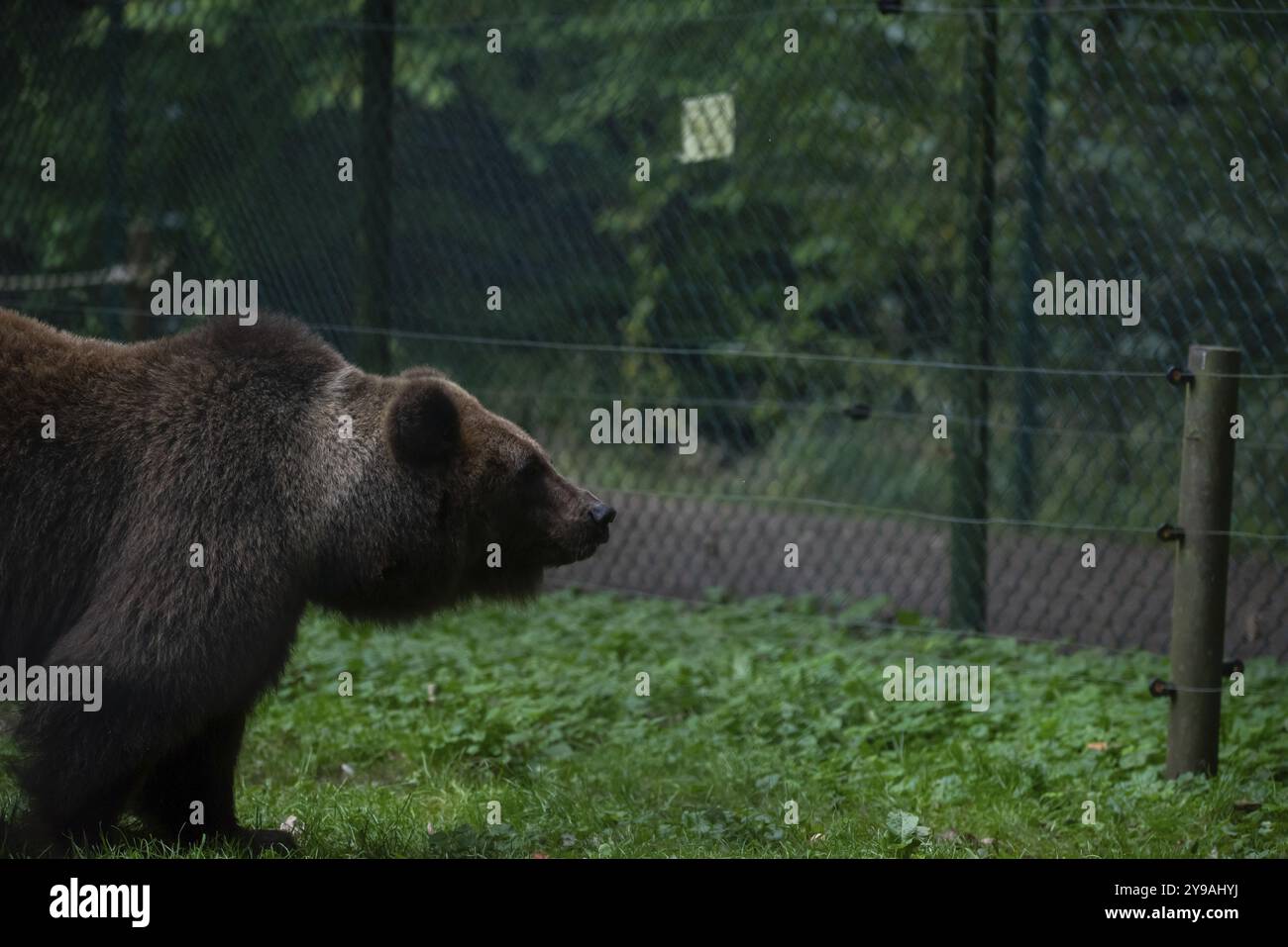 Brown bear, Mueritz Bear Park, protection centre for brown bears from ...