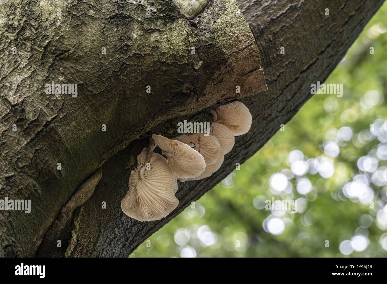 Ringed beech slime moulds (Oudemansiella mucida) on old copper beech ...