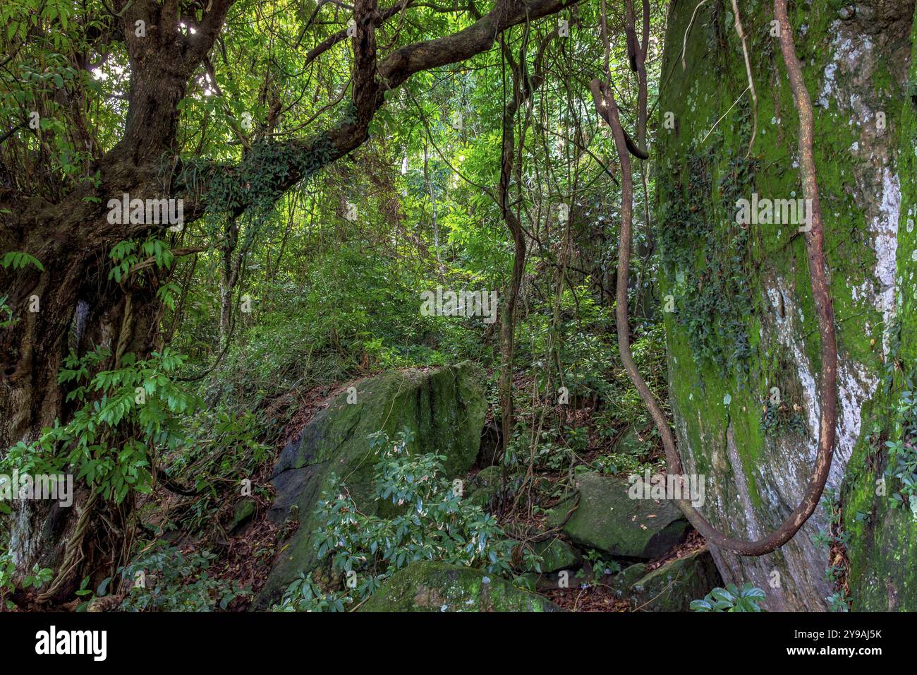 Crossing the interior of the dense Brazilian rainforest, Rio de Janeiro ...
