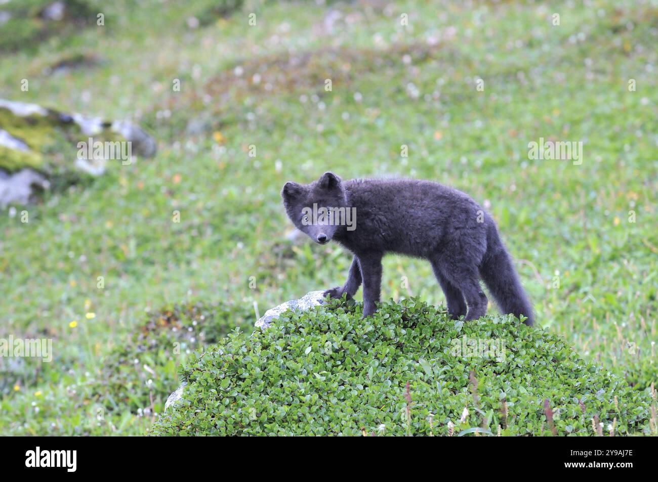 Young Arctic fox (Vulpes lagopus), Hornbjarg, Hornstrandir, Westfjords ...