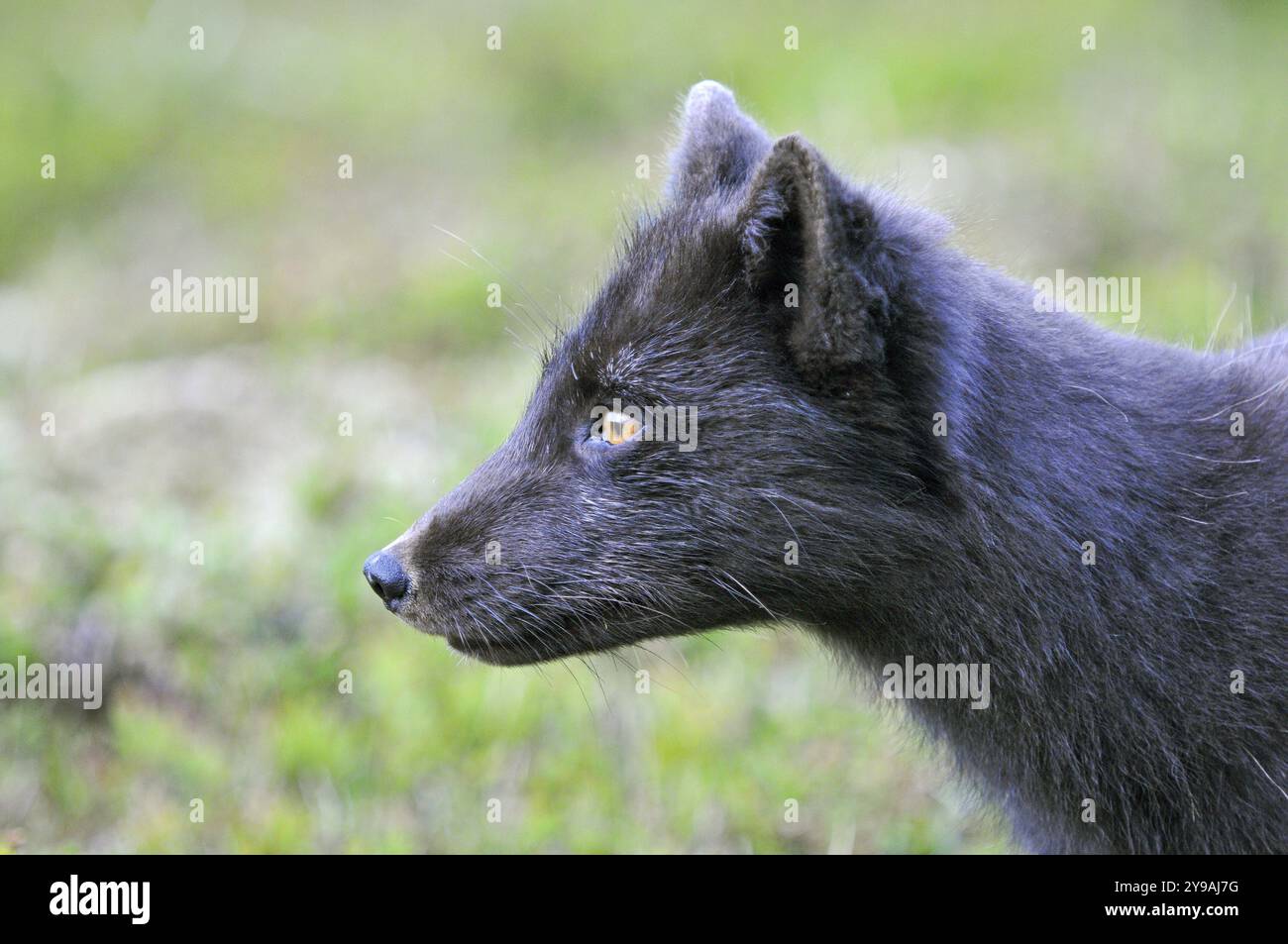 Arctic fox (Vulpes lagopus), Hornbjarg, Hornstrandir, Westfjords ...