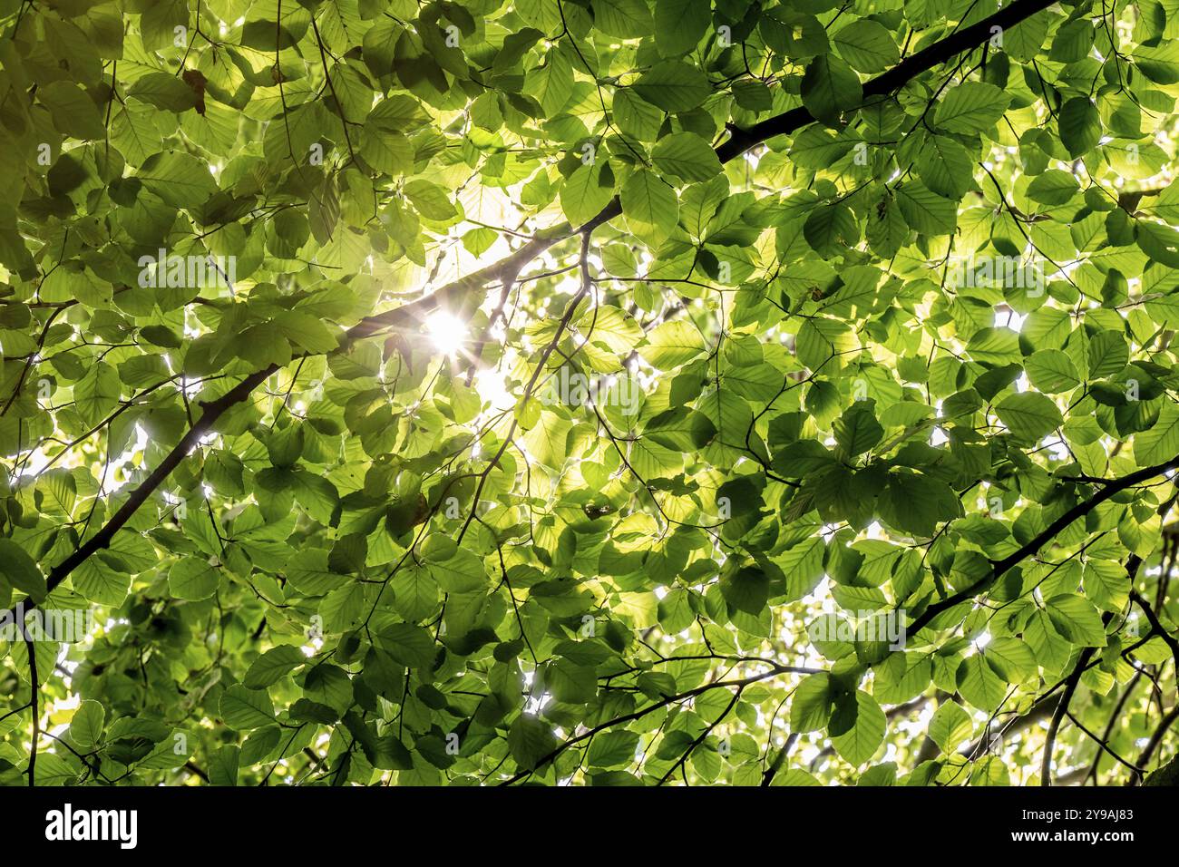 Sunbeams shining through leaves and branches of a beech tree, sculpture ...