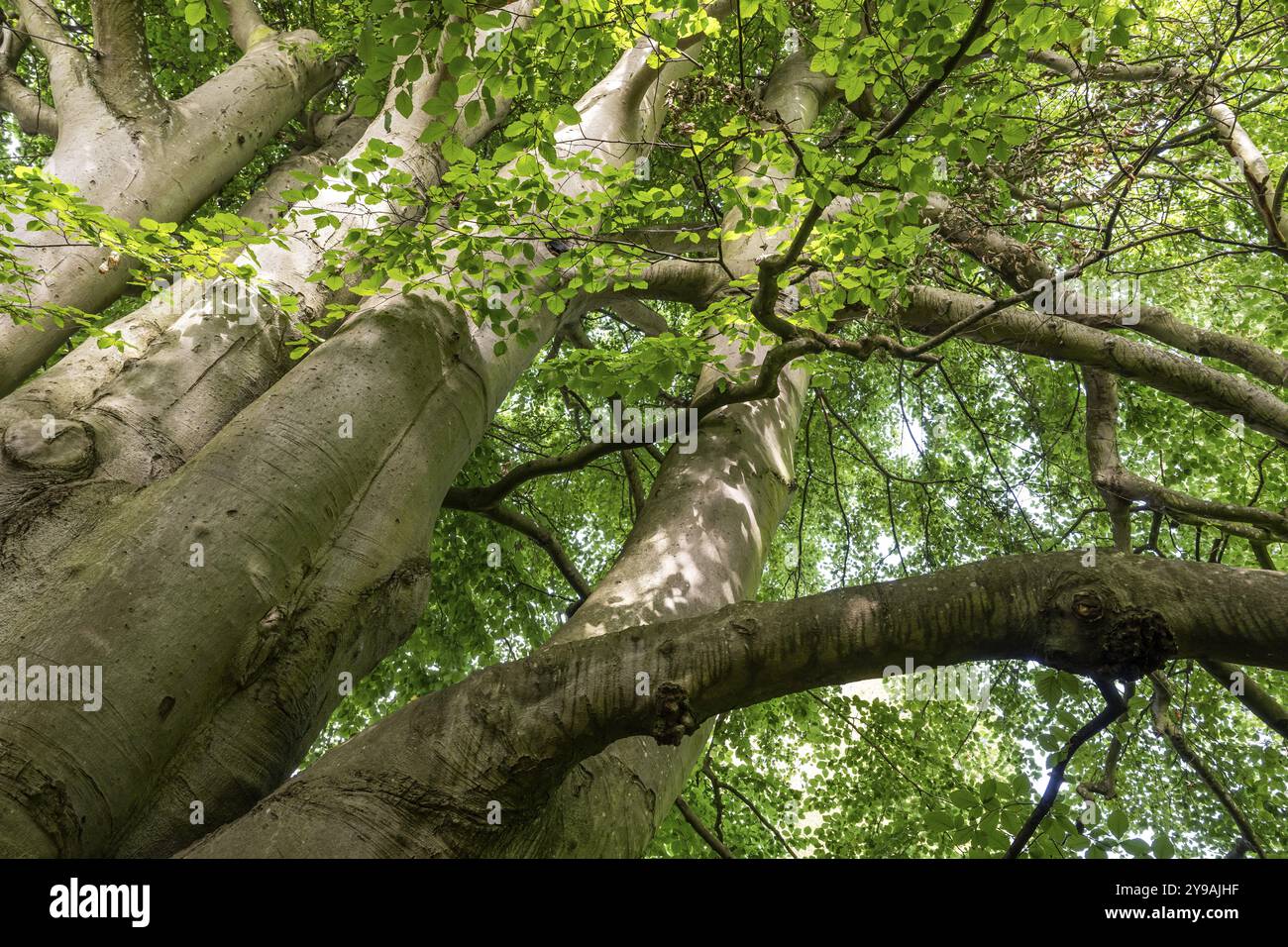 Multi-trunked old beech tree, Humlebaek, Niva Bugt, Hovedstaden ...
