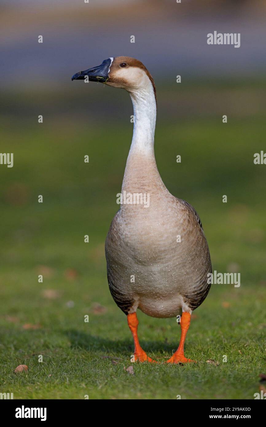 Swan goose, (Anser cygnoides), field goose, duck family, Europe ...