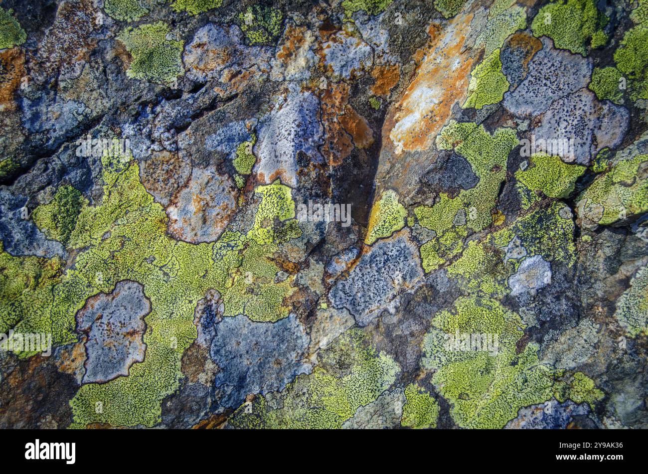 Nature Background Texture Of Colored Lichen On Rocks Stock Photo - Alamy