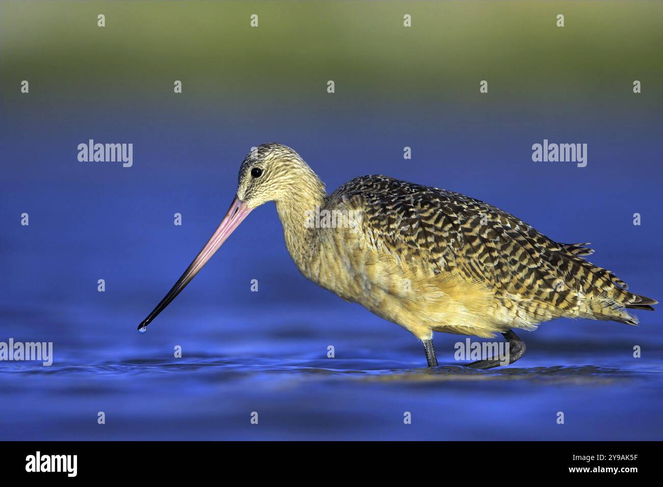 Birds Marbled Godwit Limosa Fedoa Searches For Prey In Water