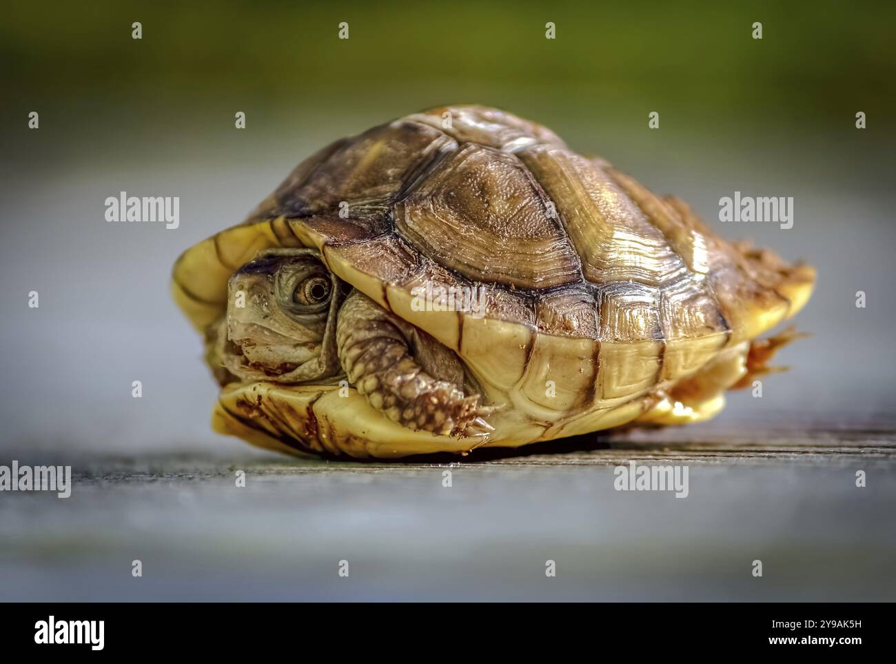A baby turtle peeks out of its shell Stock Photo - Alamy