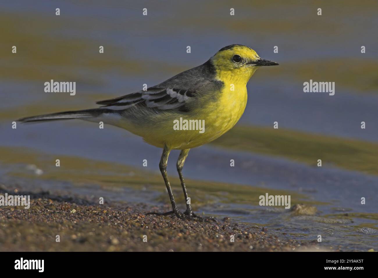 Citrine wagtail, (Motacilla citreola), foraging in a biotope, Middle ...
