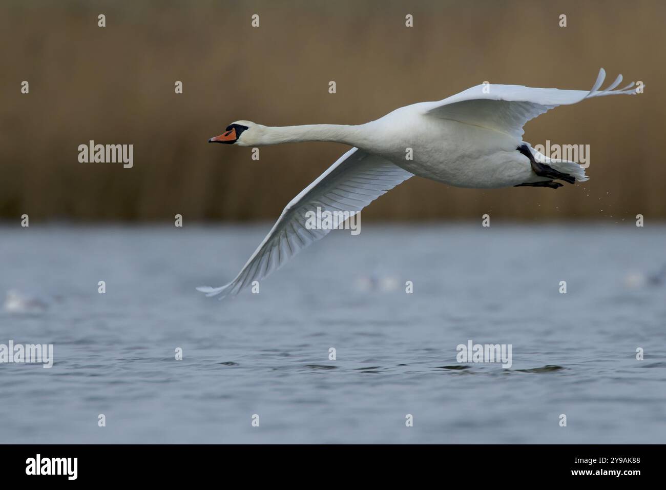 Swans mid flight hi-res stock photography and images - Alamy