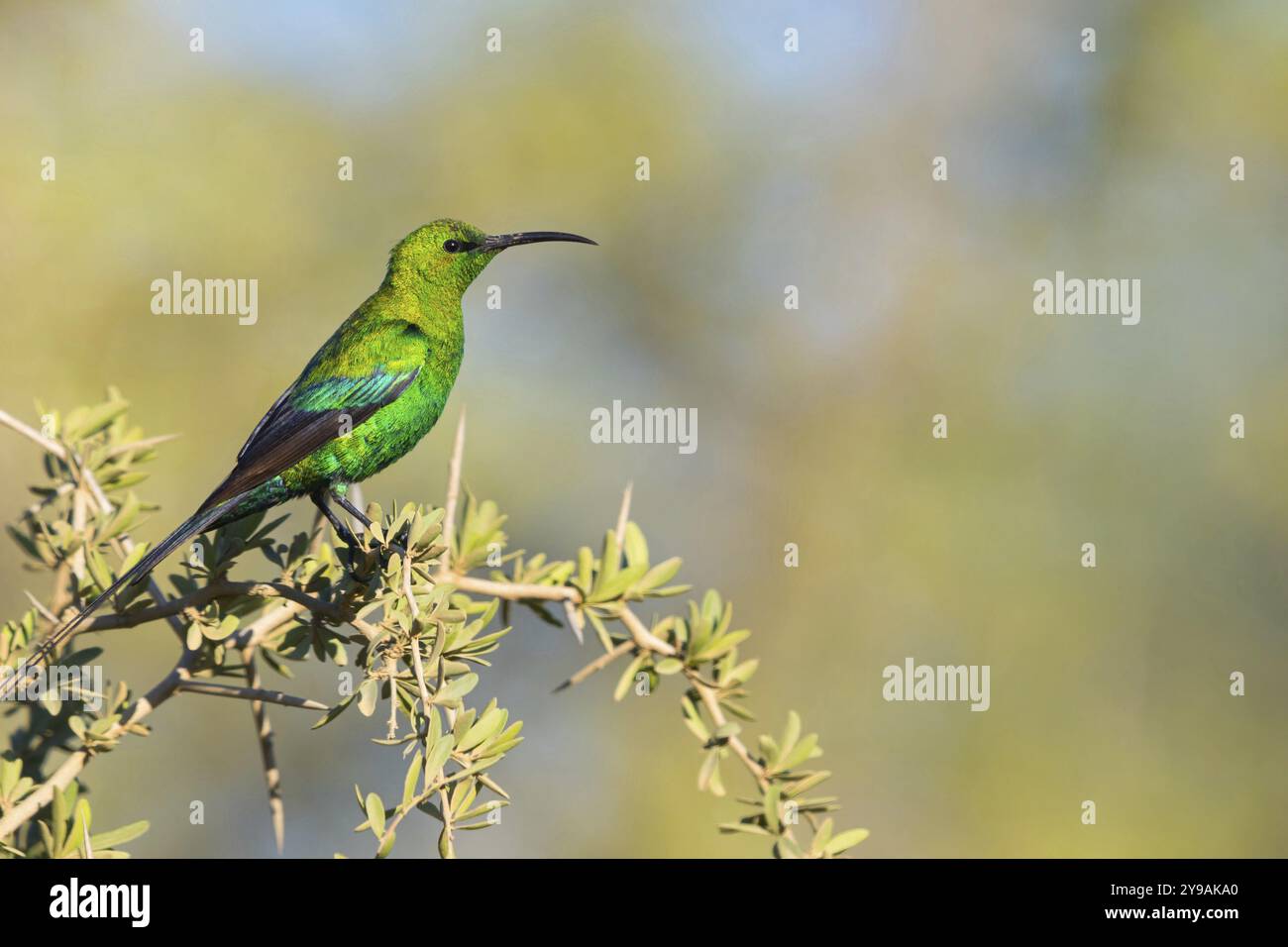 Malachite Sunbird, (Nectarinia famosa), Sunbird, Africa, South Africa ...