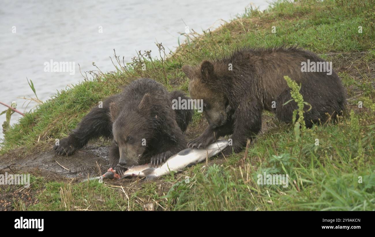 Bears eating fish hi-res stock photography and images - Alamy