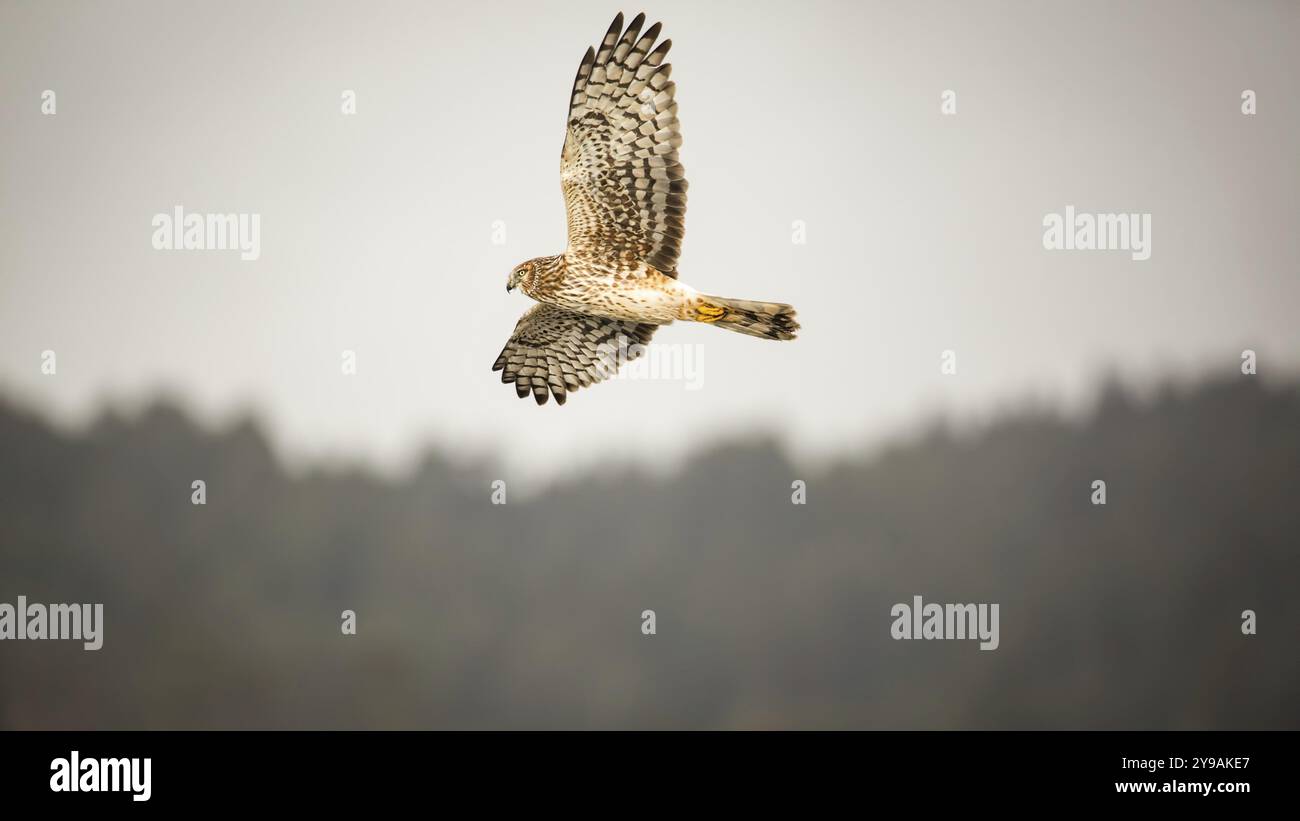 Wild Hawk Flying Over Forest, Color Image Stock Photo - Alamy