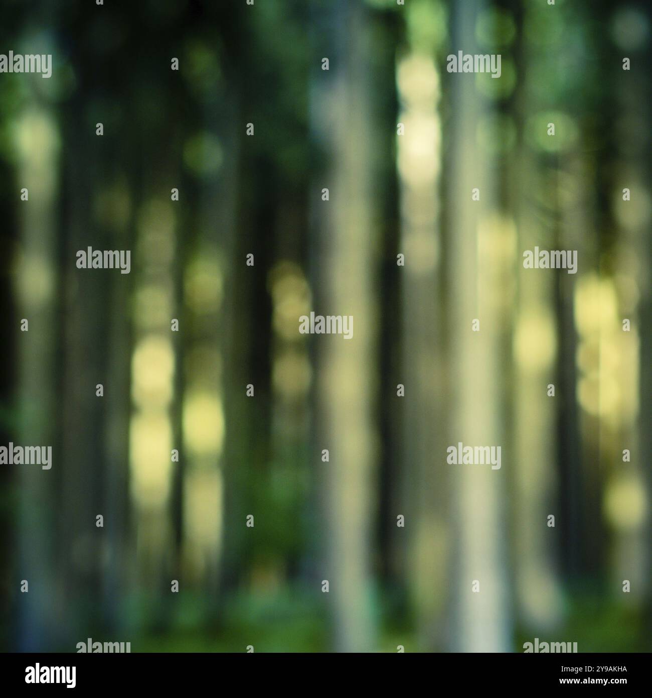 Retro Defocused Photo Of Sunlight Through Forest Trees Stock Photo - Alamy
