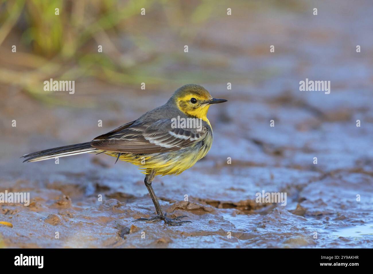 Citrine wagtail, (Motacilla citreola), foraging in a biotope, Middle ...