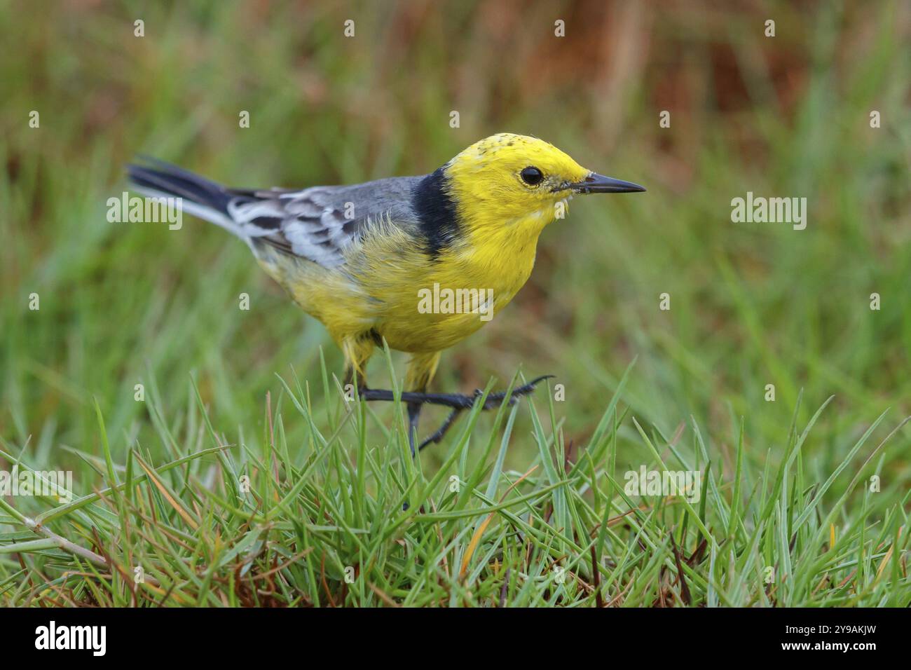 Pipits wagtails family motacillidae hi-res stock photography and images ...
