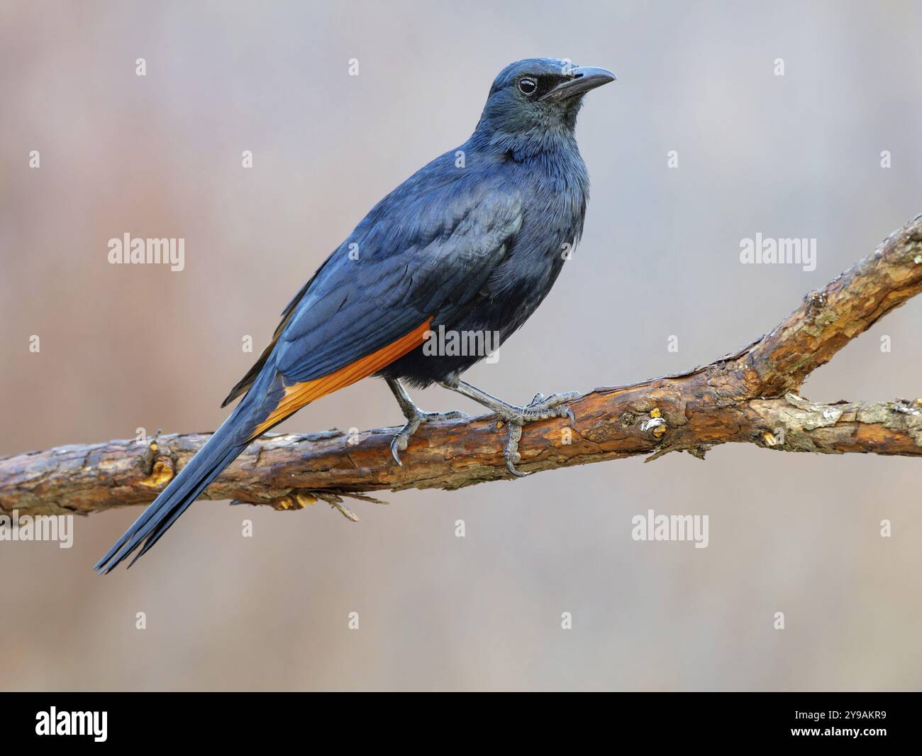 A Red-winged Starling on a perch, (Onychognathus morio), Africa, South ...