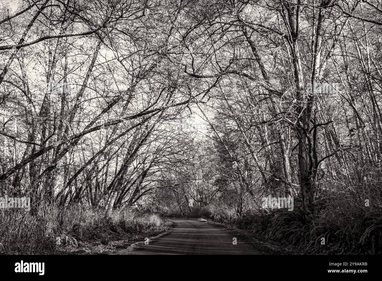 Tree Lined Road, Black and White, Landscape Stock Photo - Alamy