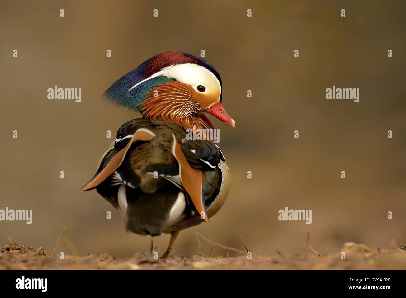 Mandarin duck male Male Mandarin duck Stock Photo - Alamy