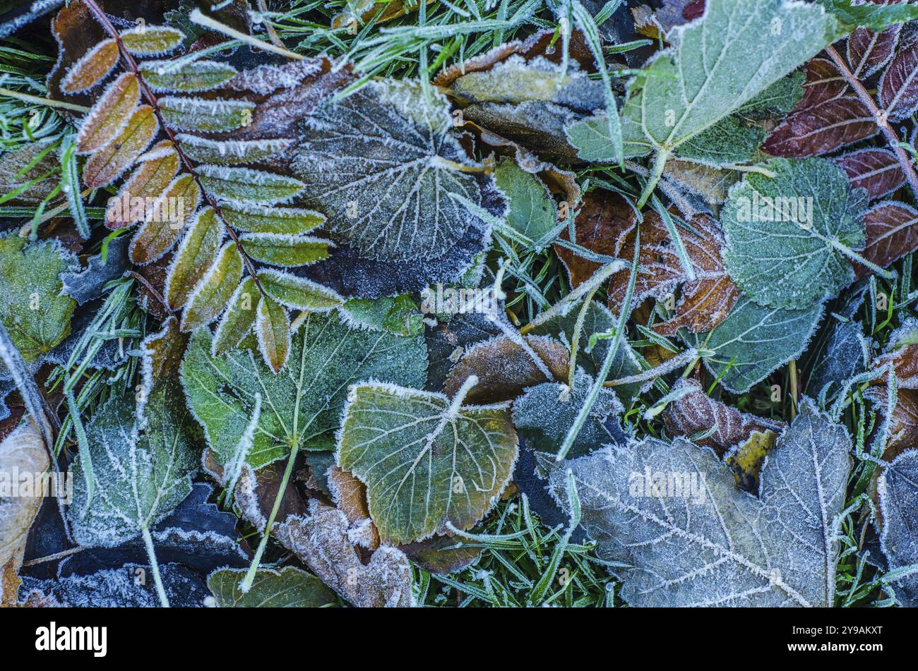 Seasonal Background Texture Of Frosty Leaves In Winter Stock Photo - Alamy