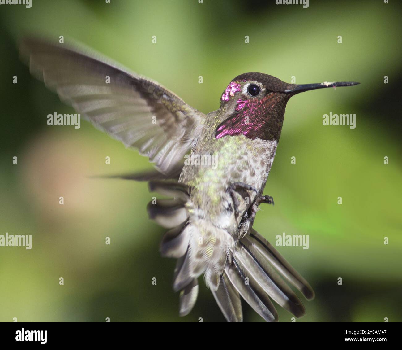 A hummingbird is captured mid flight. Color image Stock Photo - Alamy
