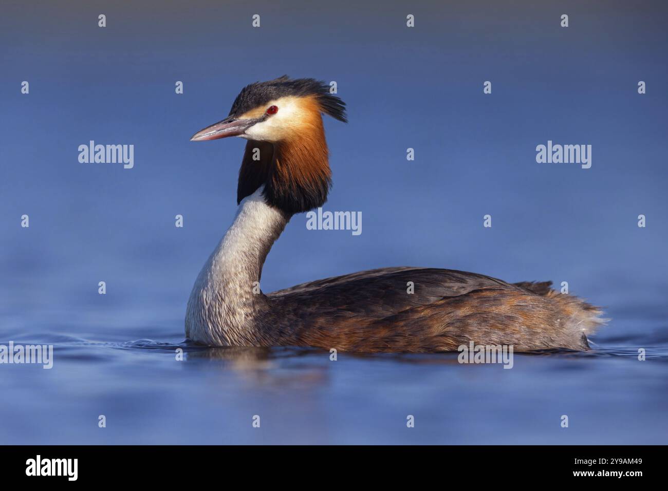 Great Crested Grebe, (Podiceps Scalloped ribbonfish), an animal ...