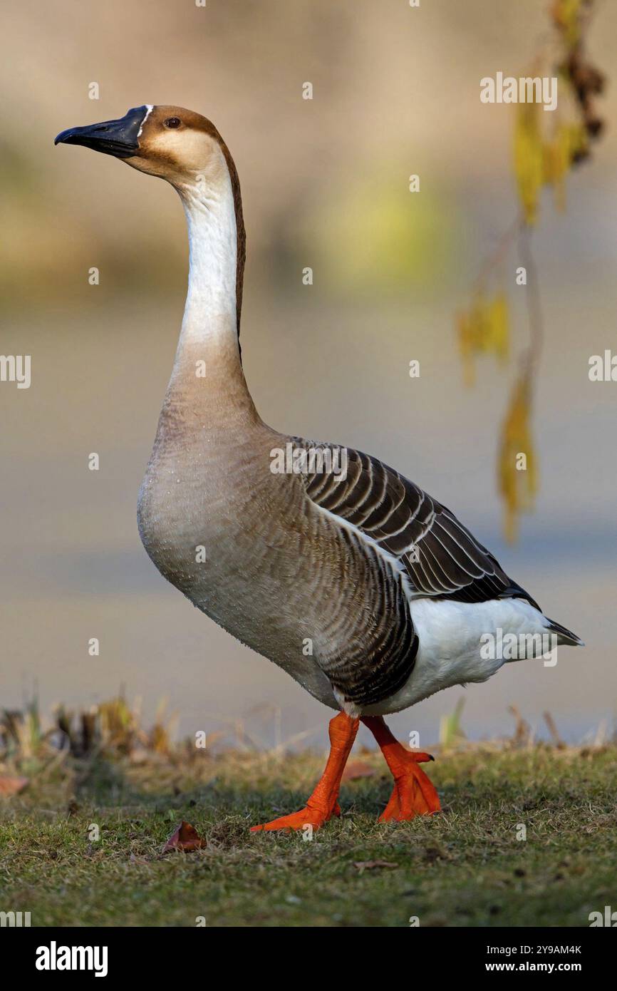 Swan goose, (Anser cygnoides), field goose, duck family, Europe ...