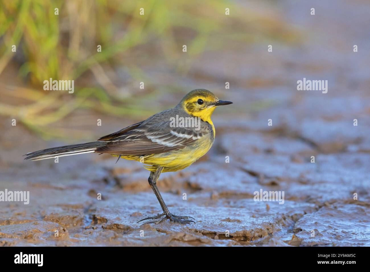 Citrine wagtail, (Motacilla citreola), foraging in a biotope, Middle ...