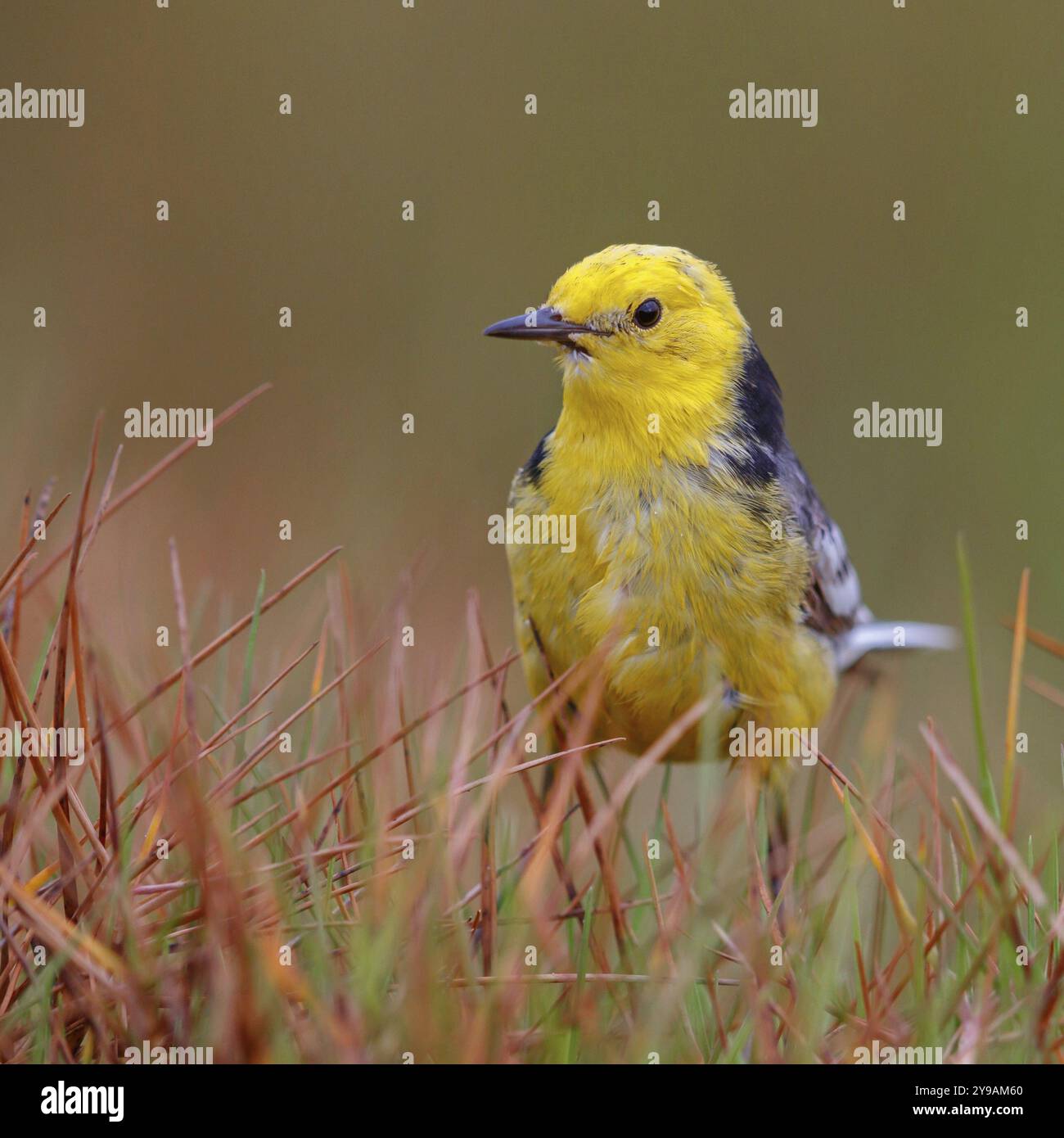 Citrine wagtail, (Motacilla citreola), foraging in a biotope, Middle ...