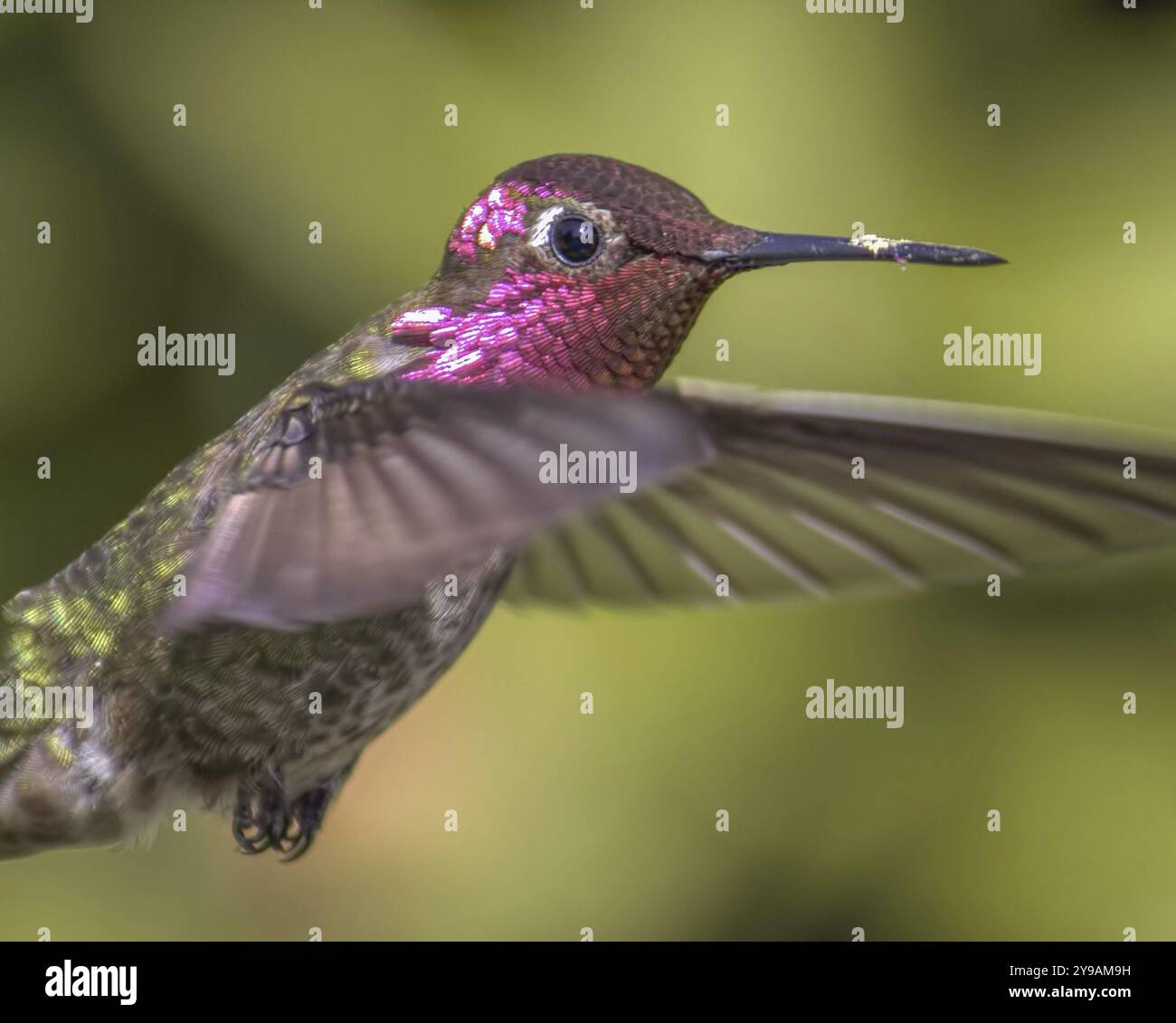A hummingbird is captured in flight. Color image. USA Stock Photo - Alamy