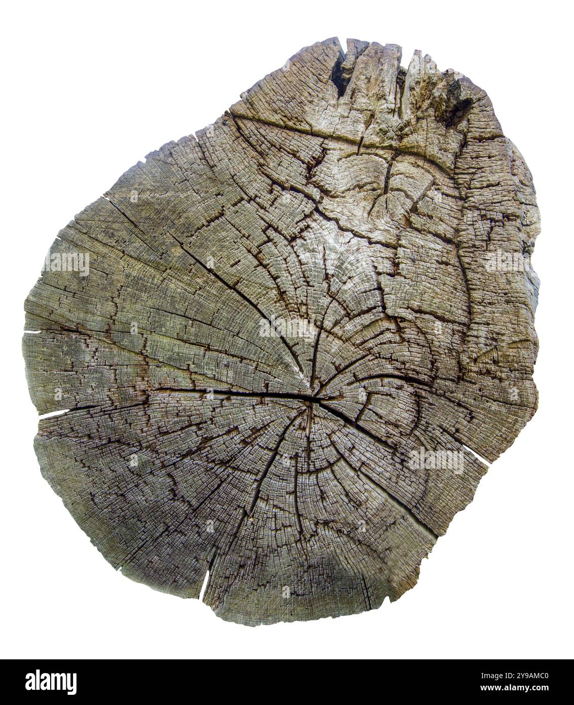 Tree stumps Cut Out Stock Images & Pictures - Alamy