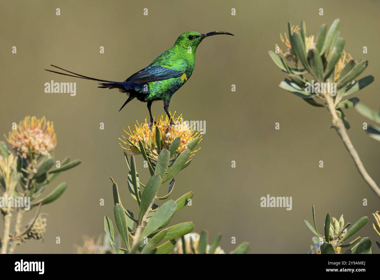 African sunbirds hi-res stock photography and images - Alamy