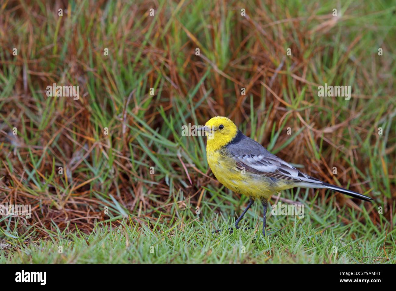 Citrine wagtail, (Motacilla citreola), foraging in a biotope, Middle ...