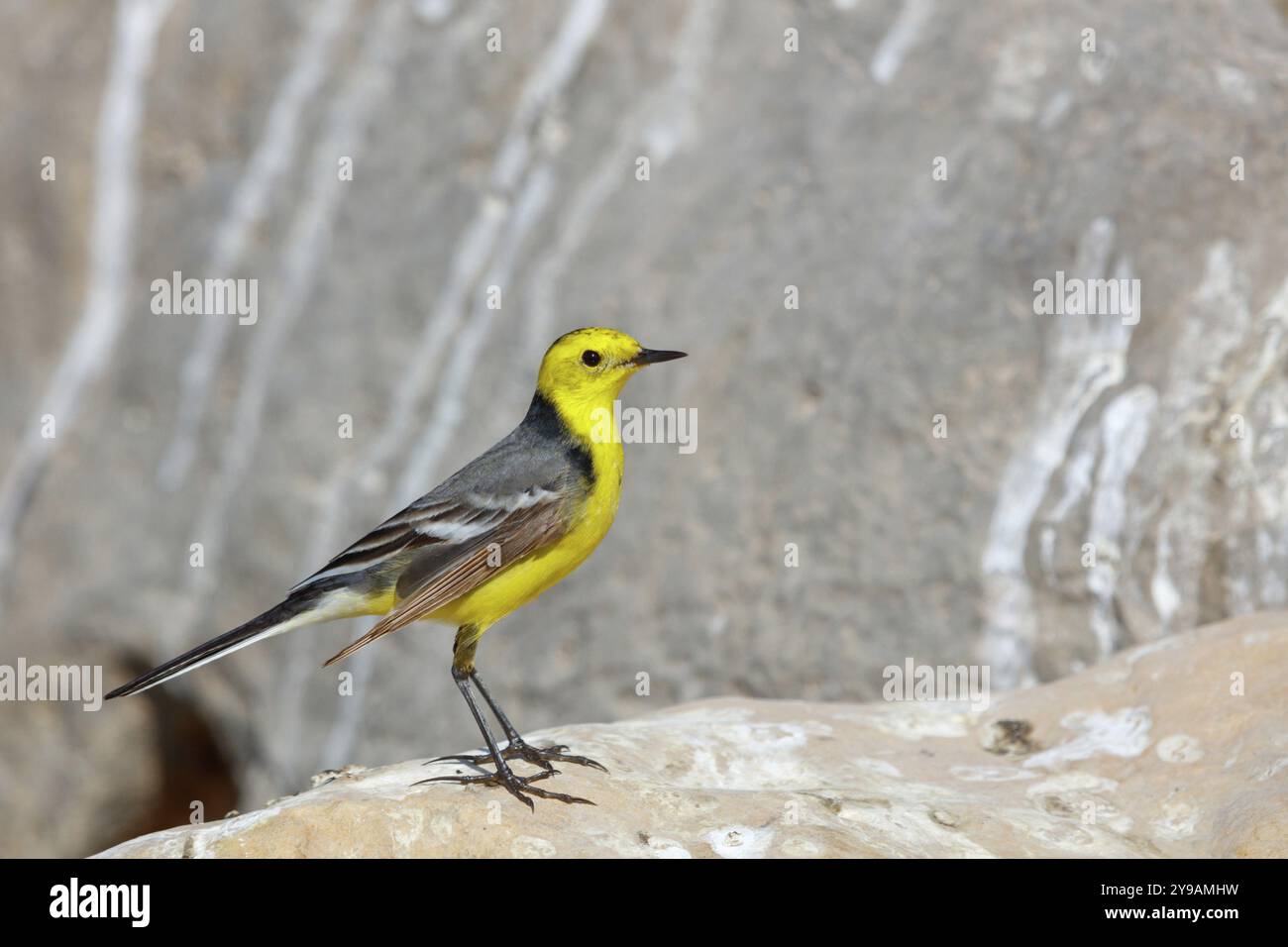 Citrine wagtail, (Motacilla citreola), foraging in a biotope, Middle ...