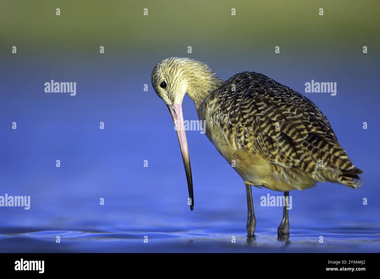 Birds Marbled Godwit Limosa Fedoa Searches For Prey In Water