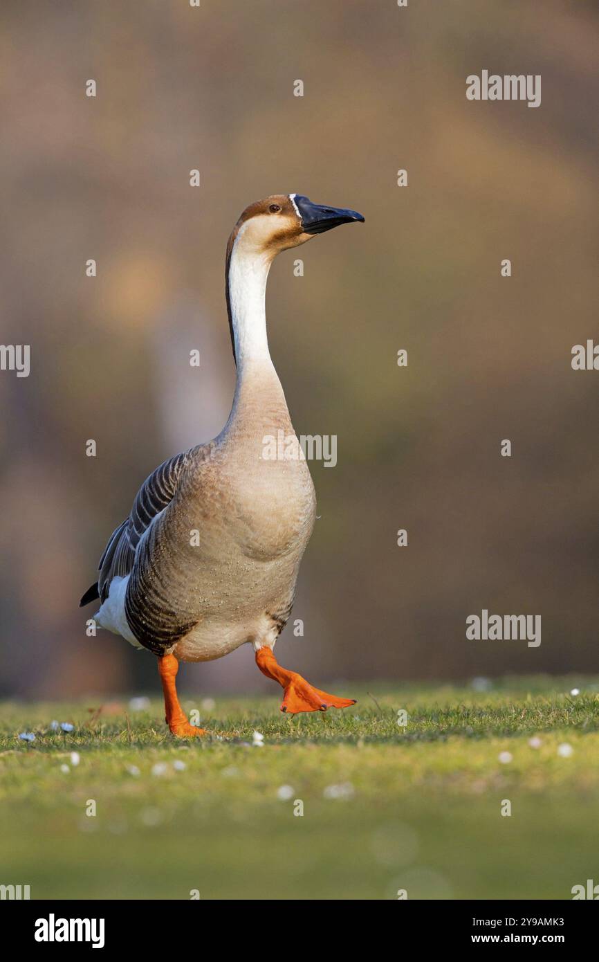 Swan goose, (Anser cygnoides), field goose, duck family, Europe ...