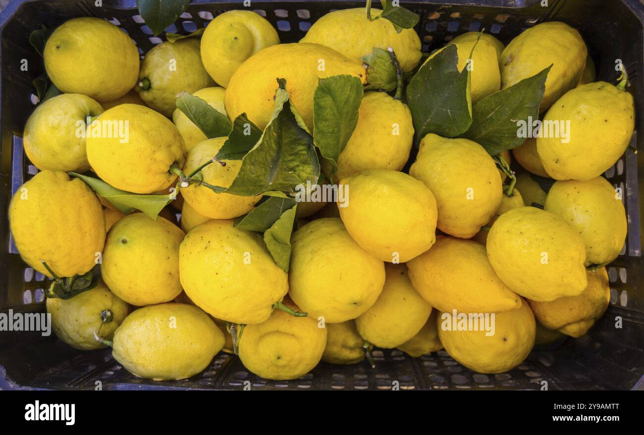 Rustic Basket Of Lemons At The Lemon Festival IOn The Italian Riviera ...