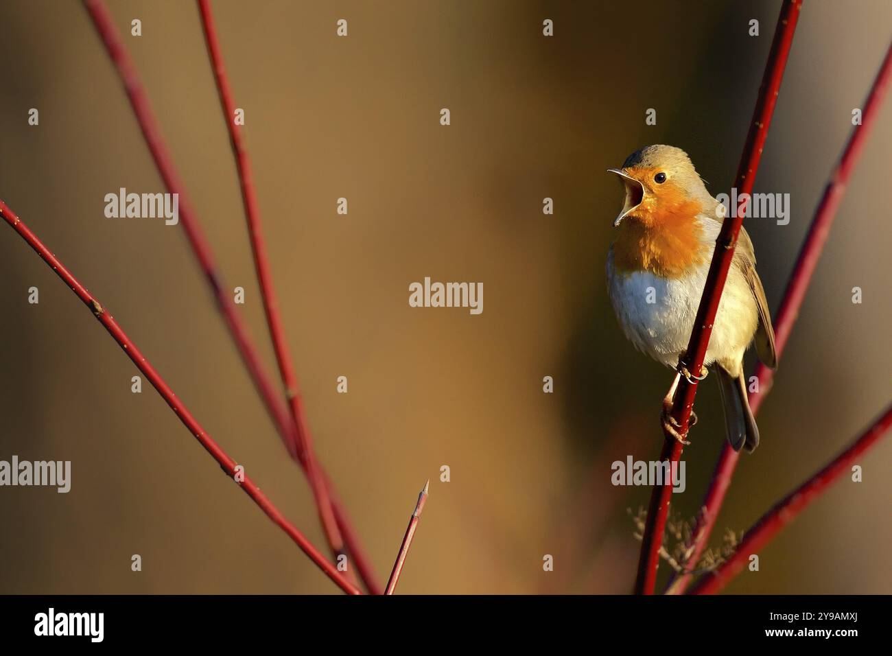 Robin during mating. European Robin displaying Stock Photo - Alamy