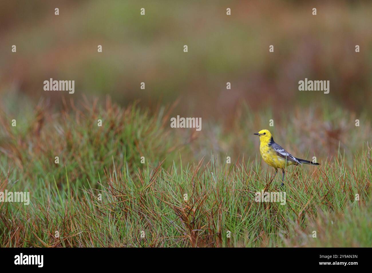 Citrine wagtail, (Motacilla citreola), foraging in a biotope, Middle ...